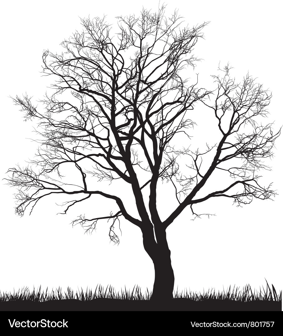 Walnut tree in winter Royalty Free Vector Image