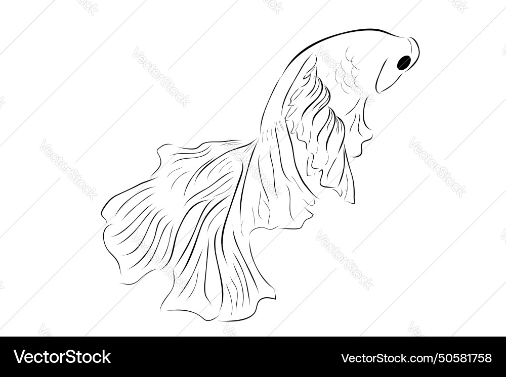 Simple outline betta or siamese fighting fish Vector Image