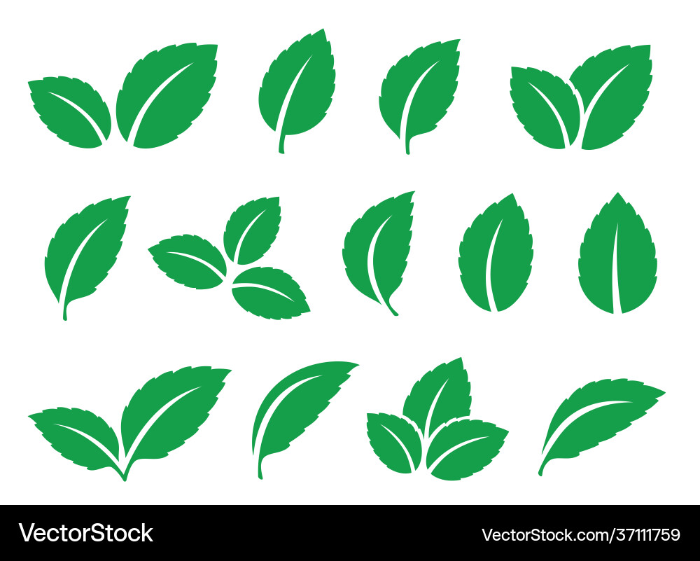Mint Leaves & Sprigs - Botanical Set – Royalty-Free Vector | VectorStock