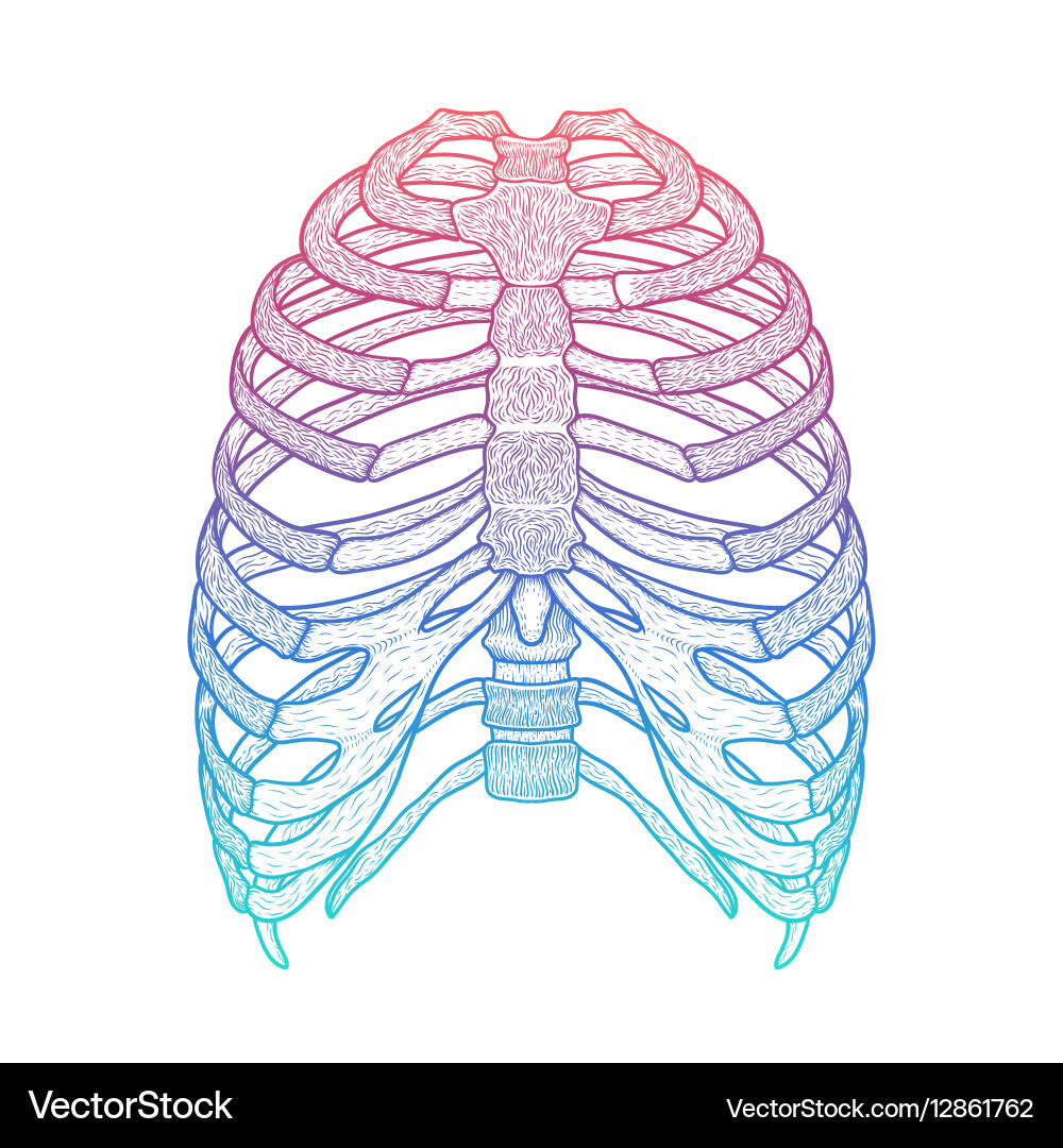 Human rib cage line art style boho Royalty Free Vector Image