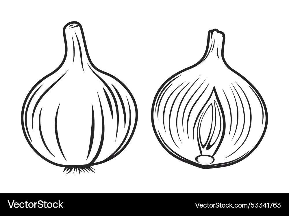 Flat cartoon black and white outlined onion Vector Image