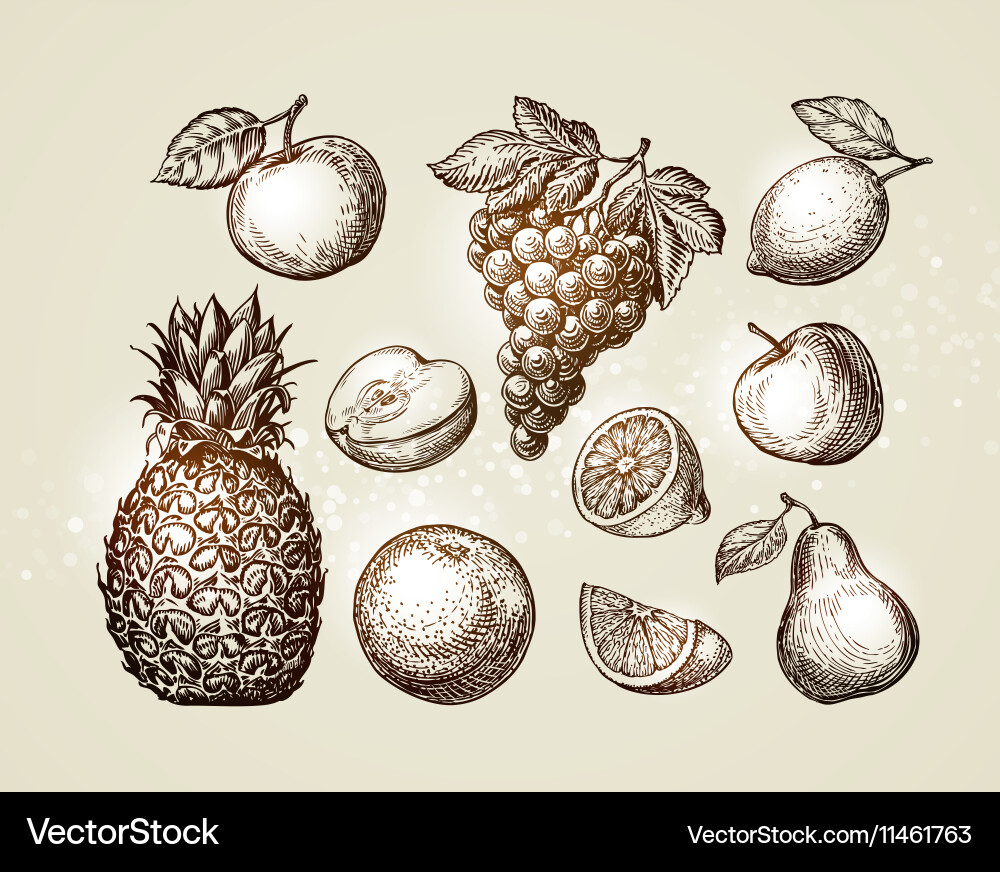 Hand-Drawn Fruit Sketch Royalty Free Vector Image