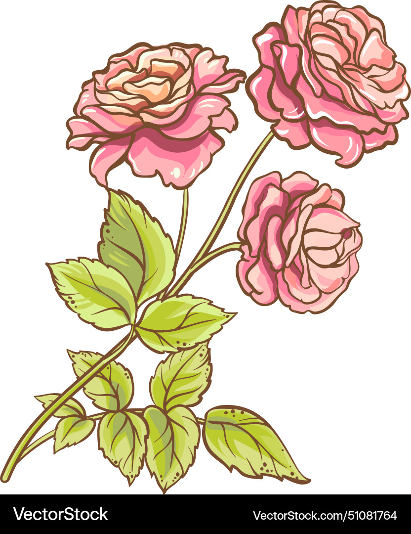 Rose branch colored detailed Royalty Free Vector Image