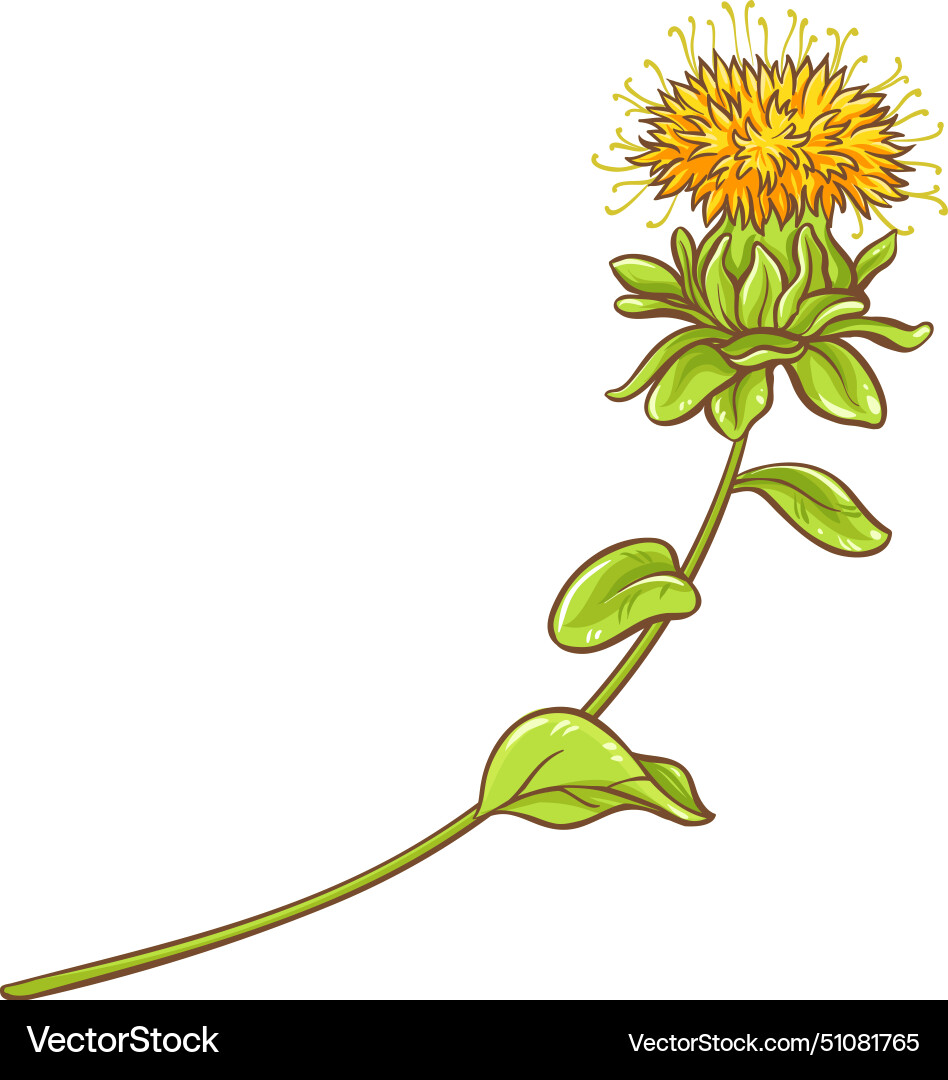 Safflower plant colored detailed Royalty Free Vector Image