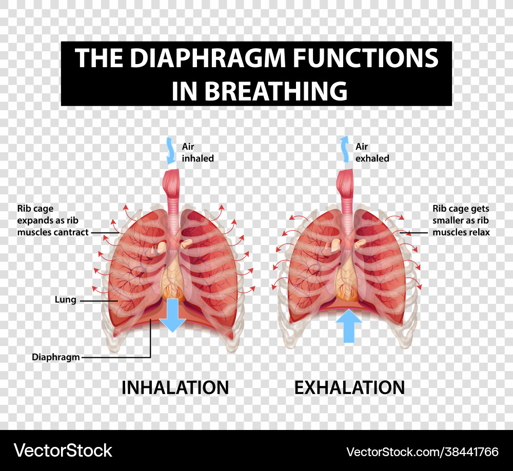Diaphragm Breathing Diagram