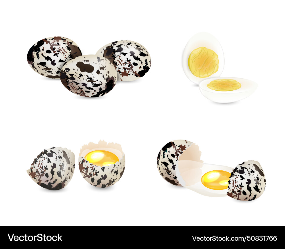 Quail eggs set Royalty Free Vector Image - VectorStock