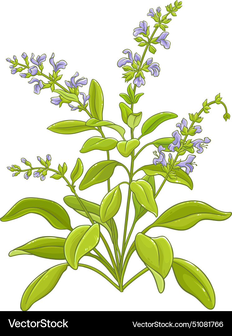Sage plant colored detailed Royalty Free Vector Image