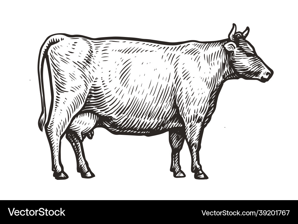 Hand drawn of cow isolated Royalty Free Vector Image