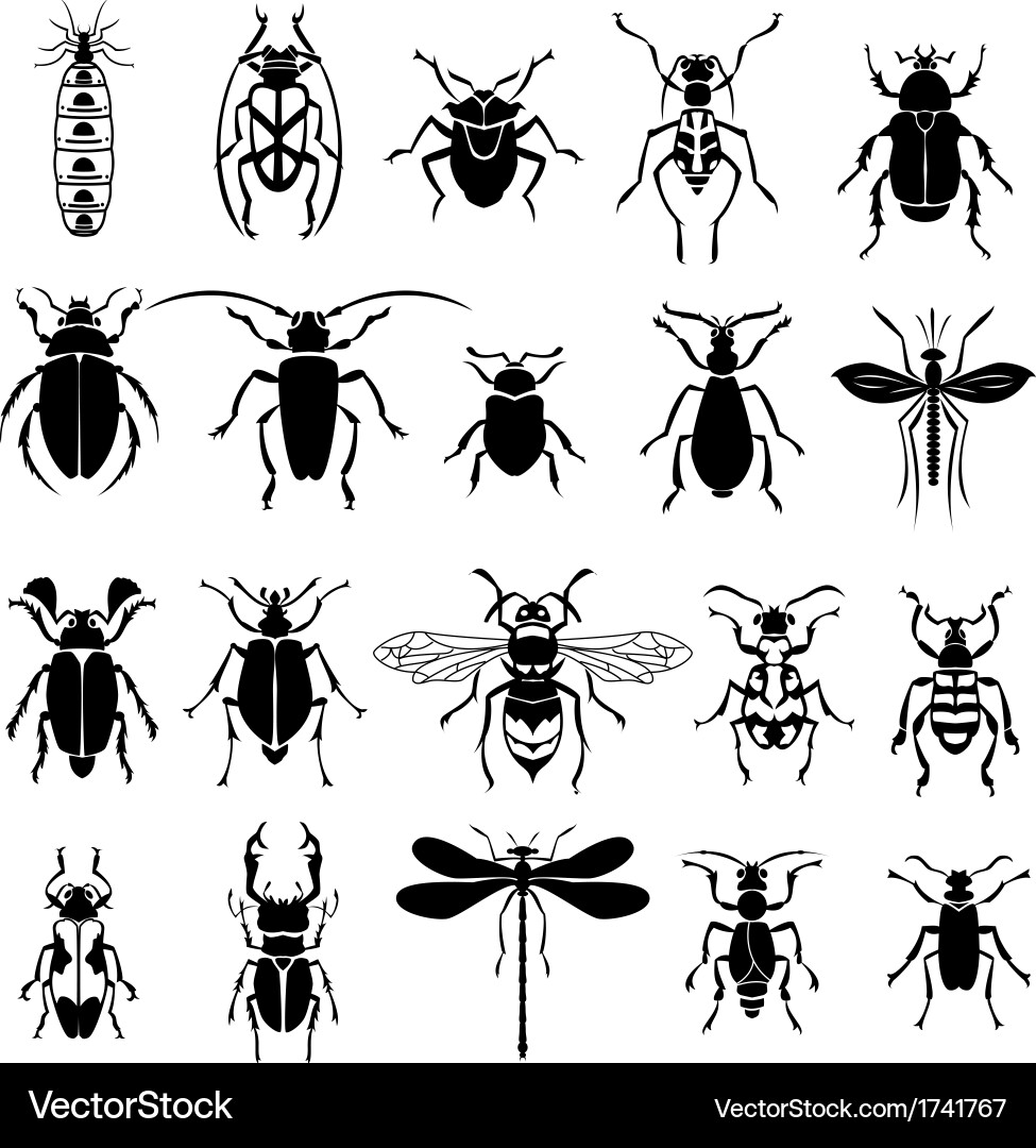 Insects set Royalty Free Vector Image - VectorStock