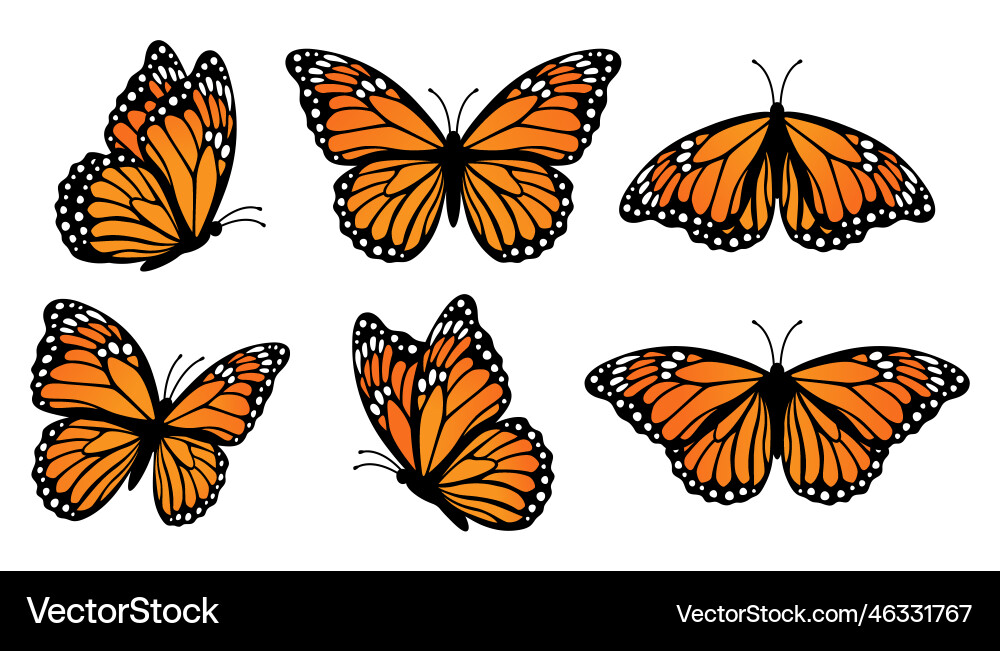 Monarch butterflies set isolated on white Vector Image