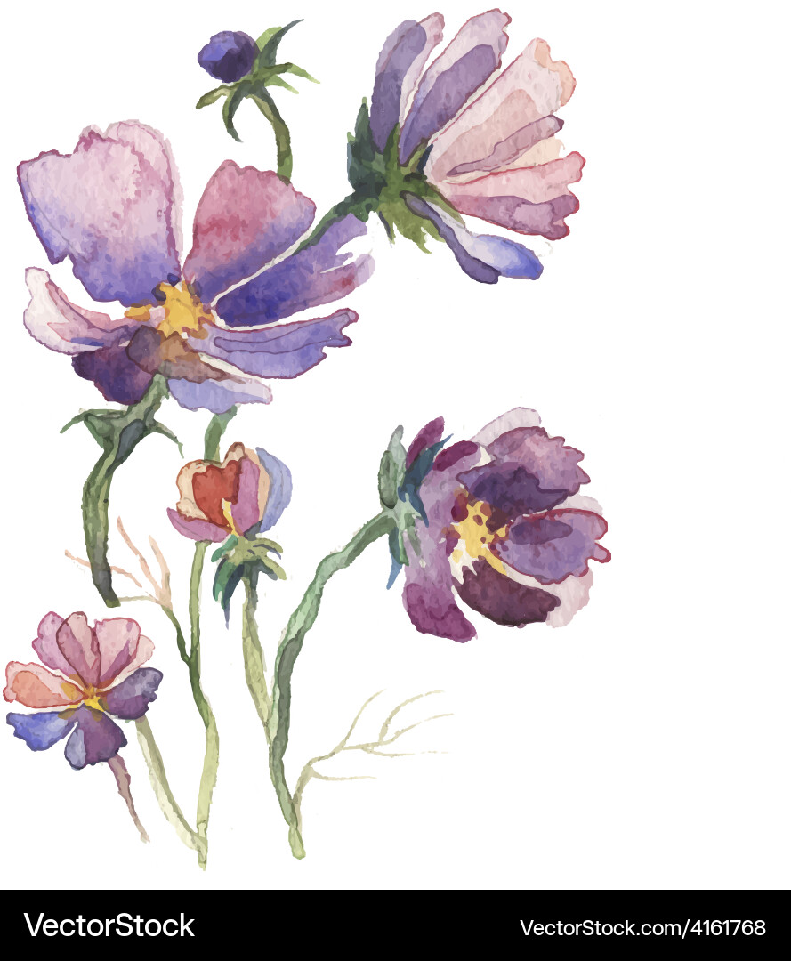 Spring flowers watercolor isolated Royalty Free Vector Image