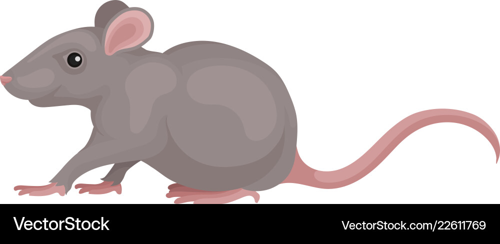 Grey mouse rodent animal Royalty Free Vector Image