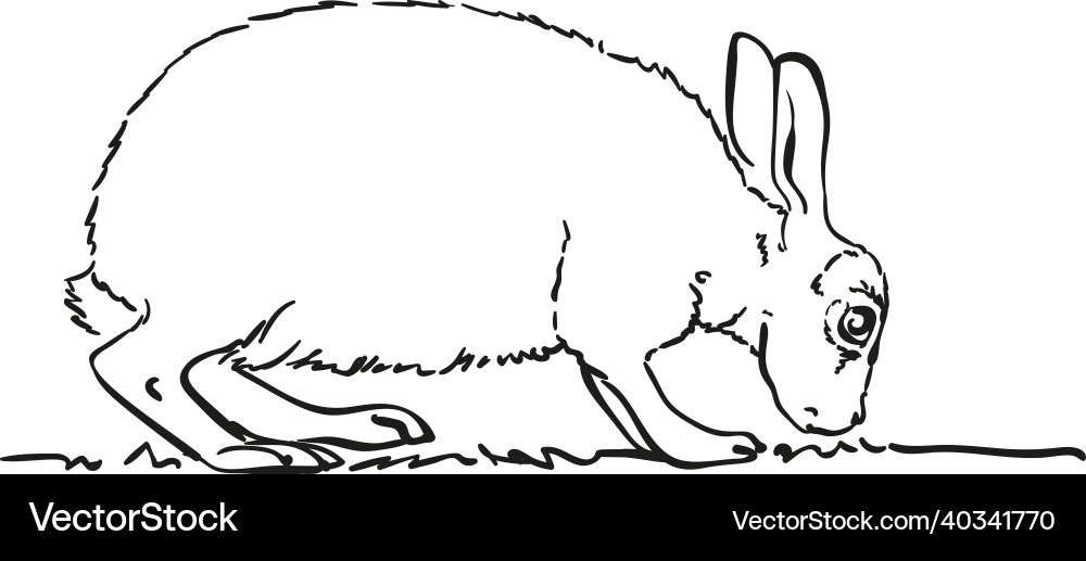 Rabbit Royalty Free Vector Image - VectorStock