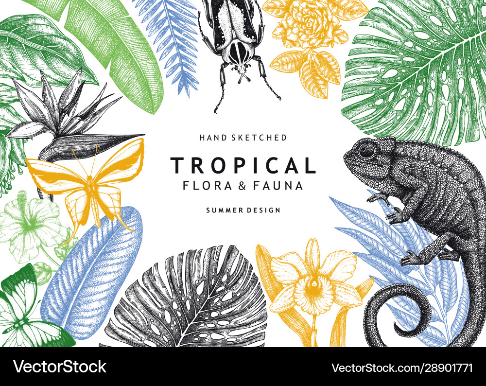 Tropical banner design frame with hand drawn Vector Image