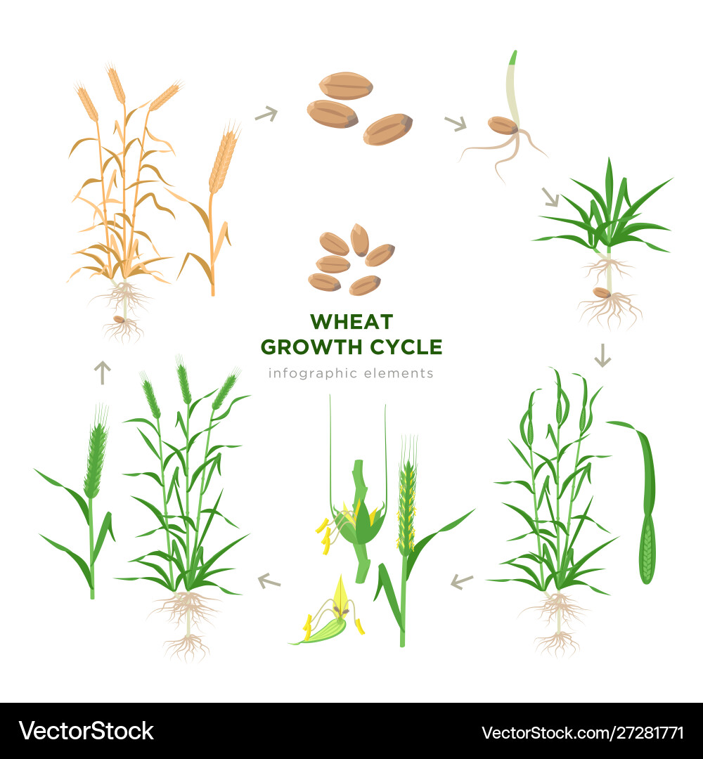 Wheat growing stages life cycle plant Royalty Free Vector