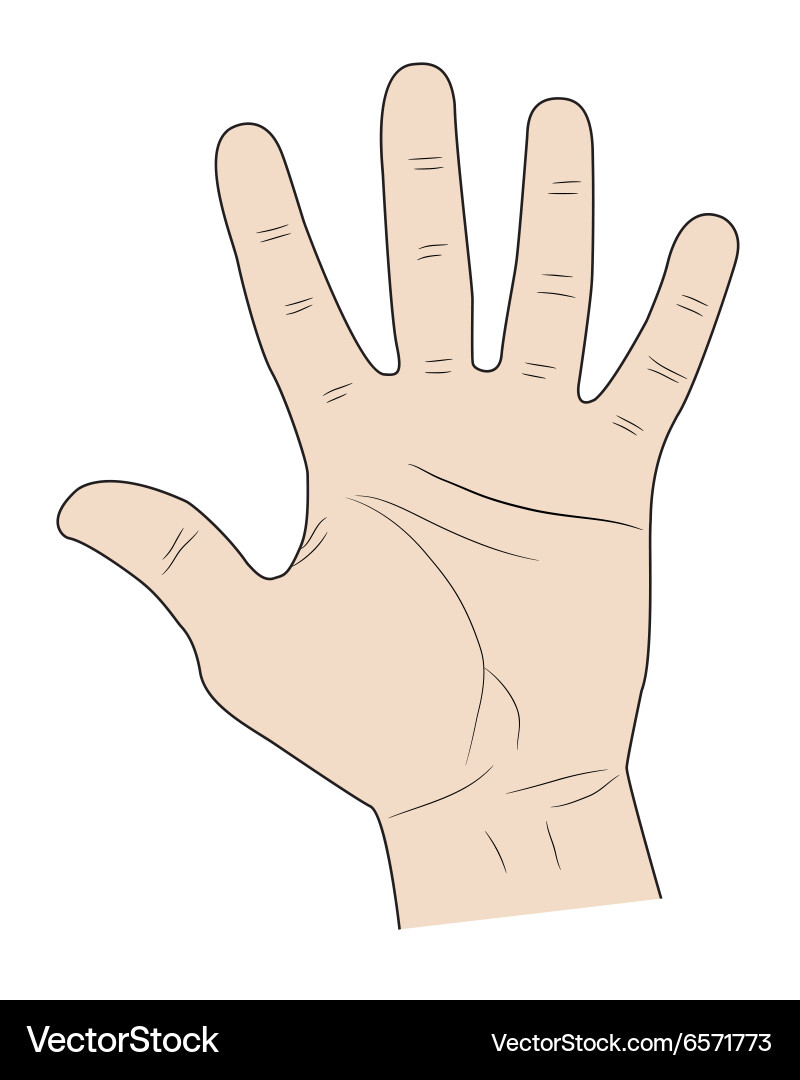 Five fingers of a hand Royalty Free Vector Image
