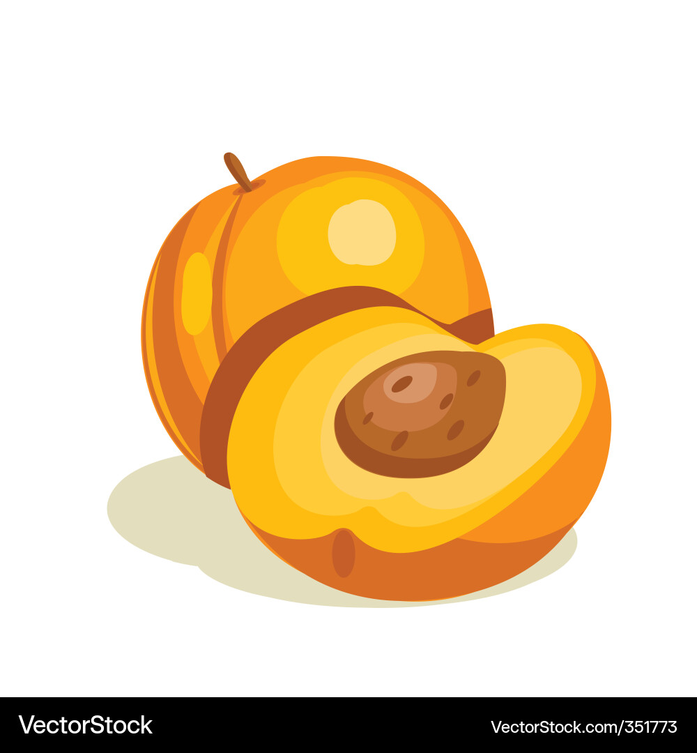 Nectarine Royalty Free Vector Image - VectorStock