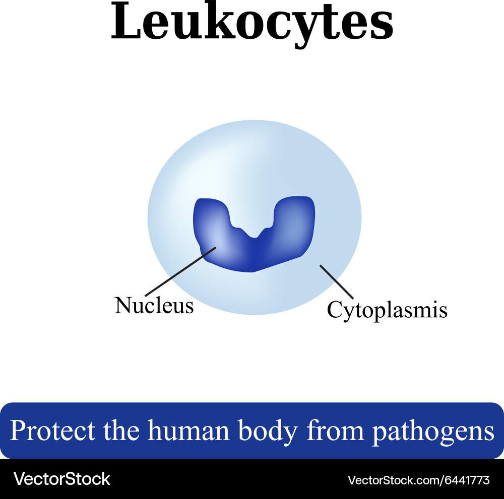 Structure of the white blood cells leukocyte Vector Image