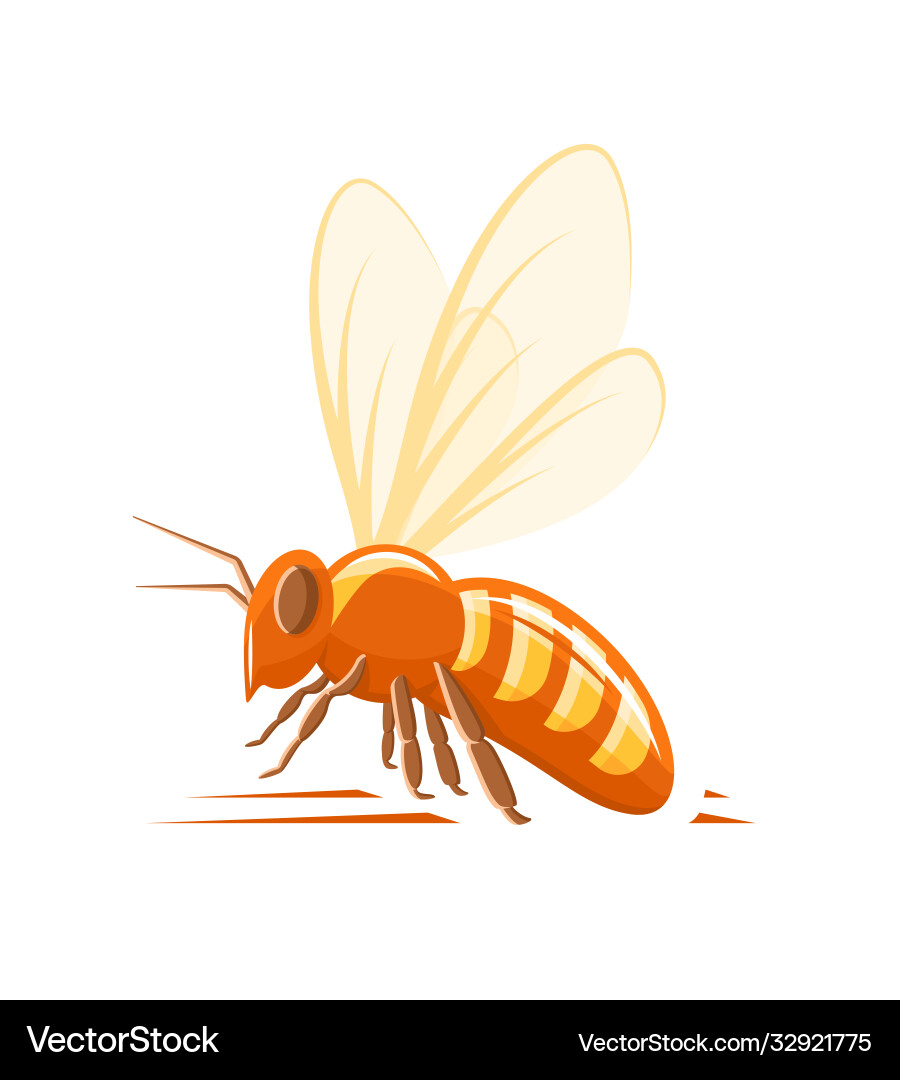 Bee side view isolated on white background Vector Image