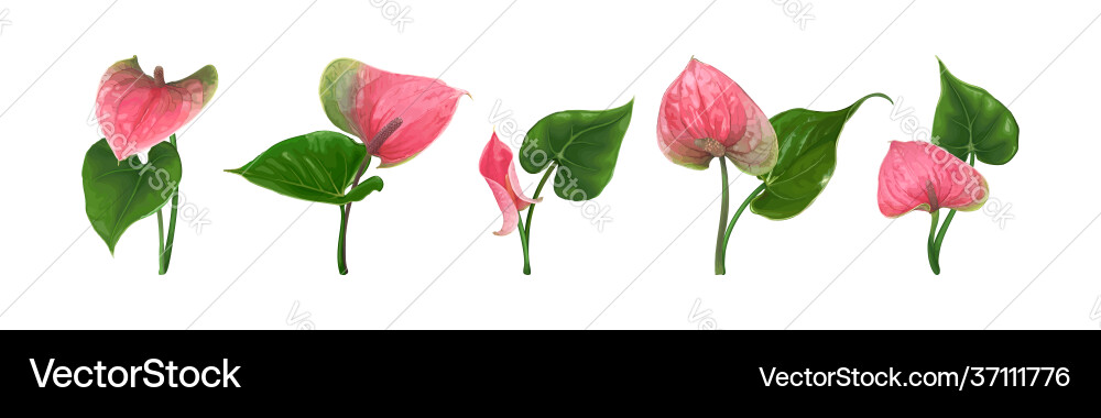 Exotic Anthurium Flowers Royalty Free Vector Image