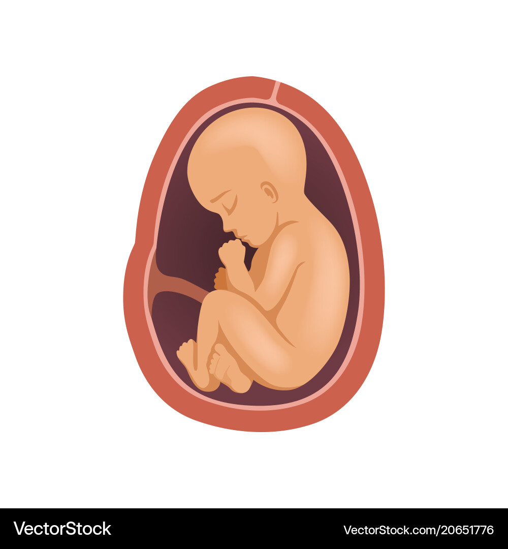 Human fetus inside the womb 9 month stage Vector Image