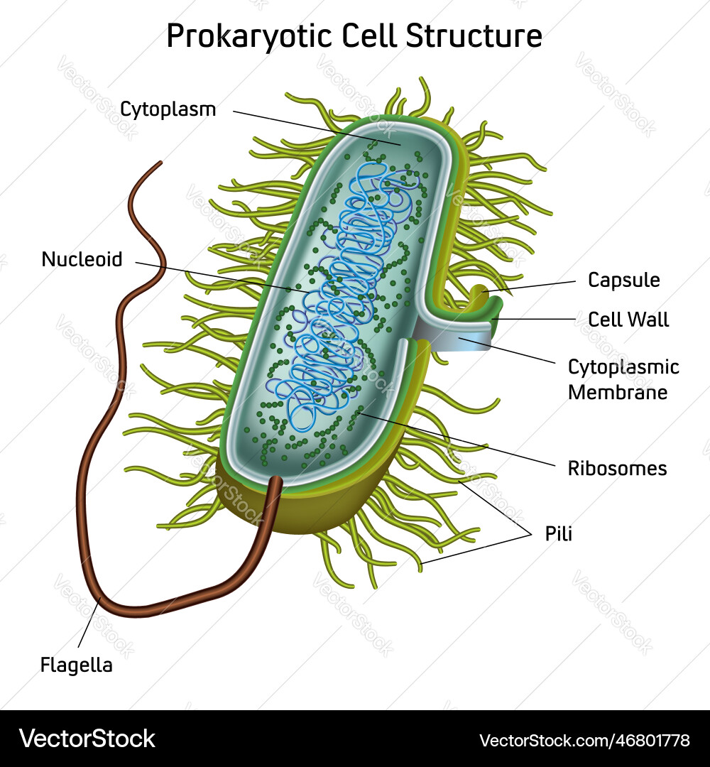 Prokaryotic Cell Anatomy Chart Royalty Free Vector Image