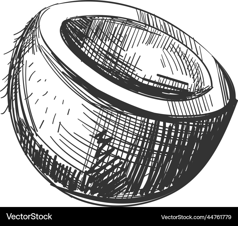 Coconut in hand drawn style half cut nut drawing Vector Image