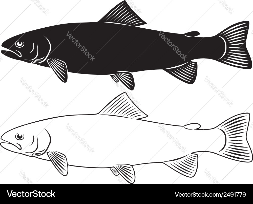 Trout Royalty Free Vector Image - VectorStock