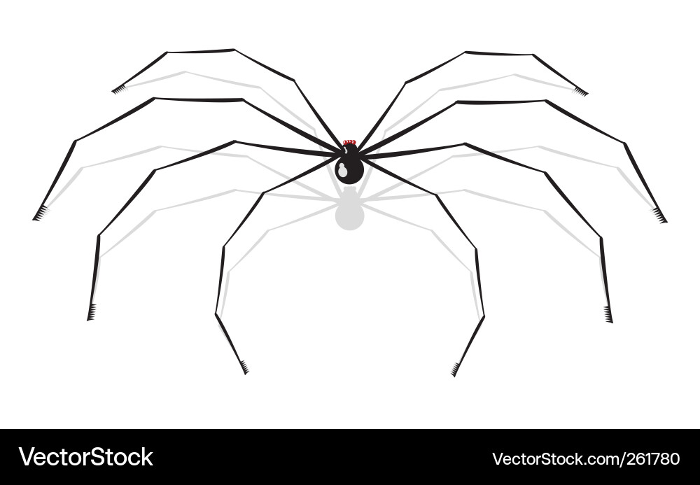 A spider Royalty Free Vector Image - VectorStock