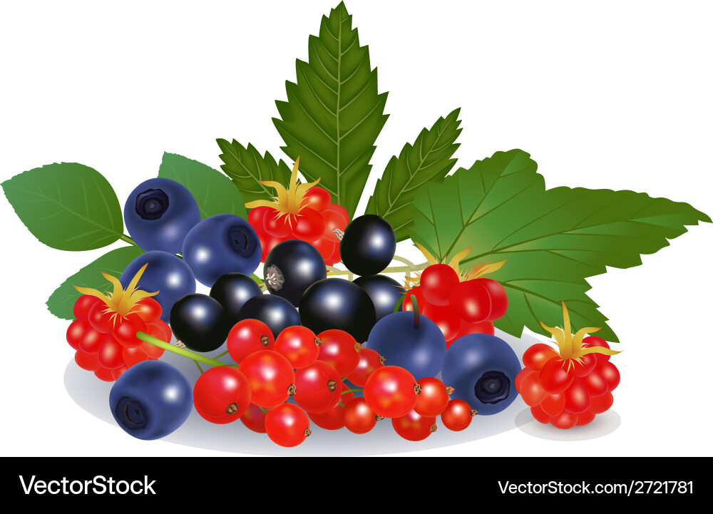 Forest berries Royalty Free Vector Image - VectorStock