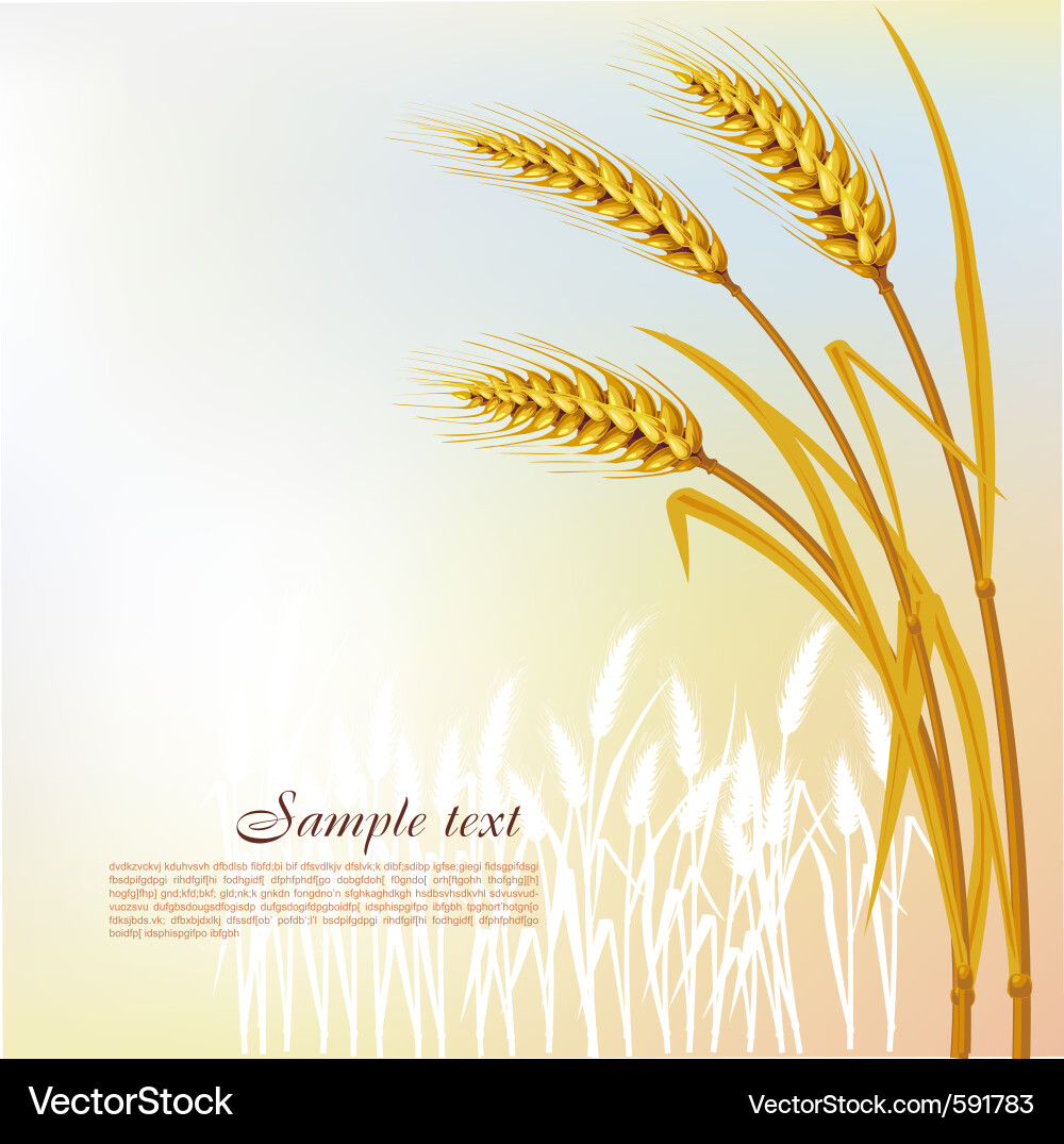 Background with wheat Royalty Free Vector Image