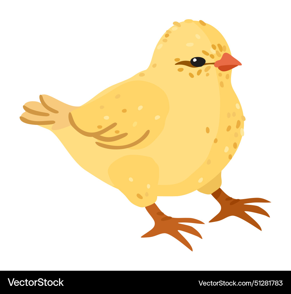 Chicken isolated Royalty Free Vector Image - VectorStock