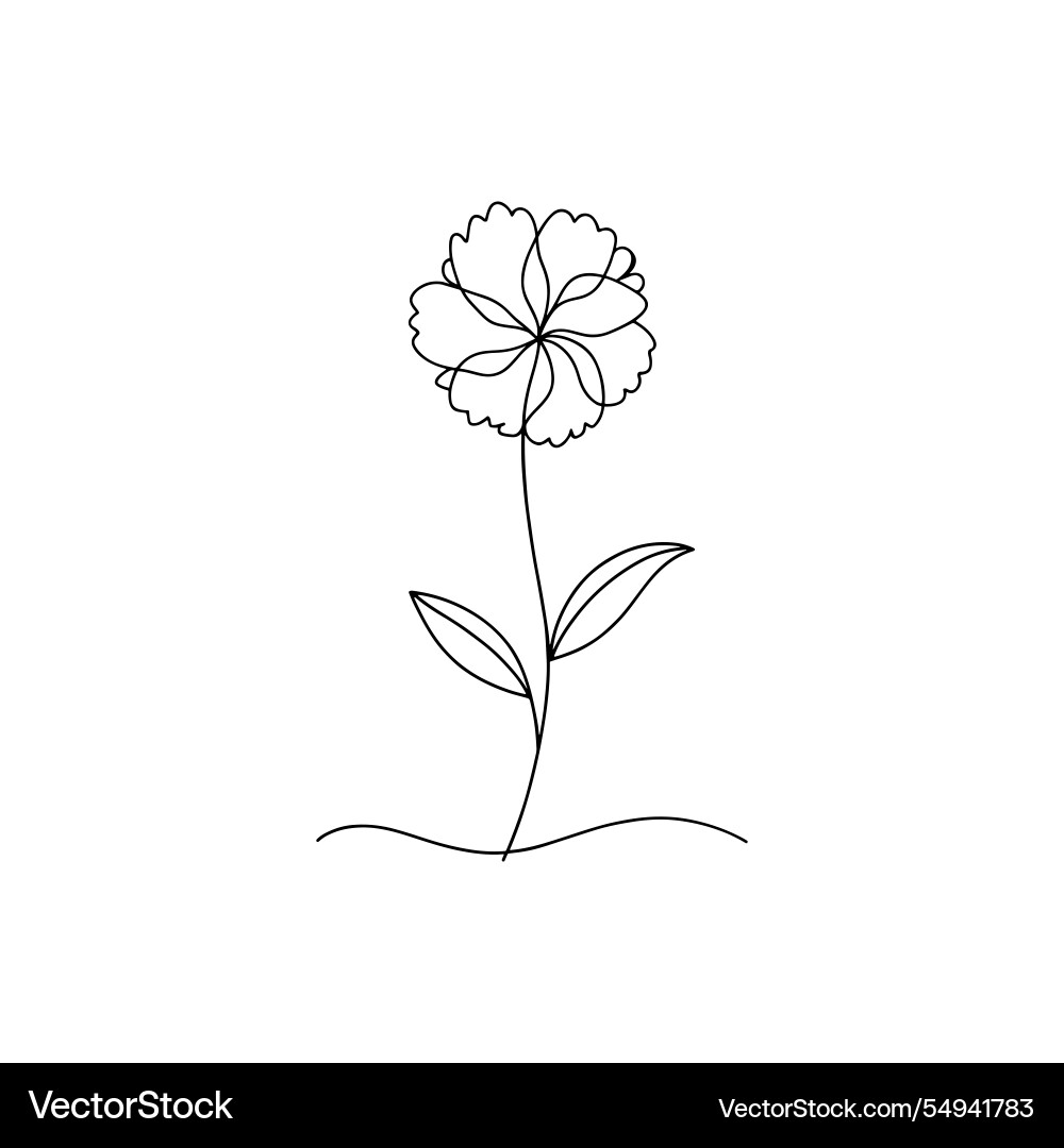 Weet william continuous line art flat on white Vector Image