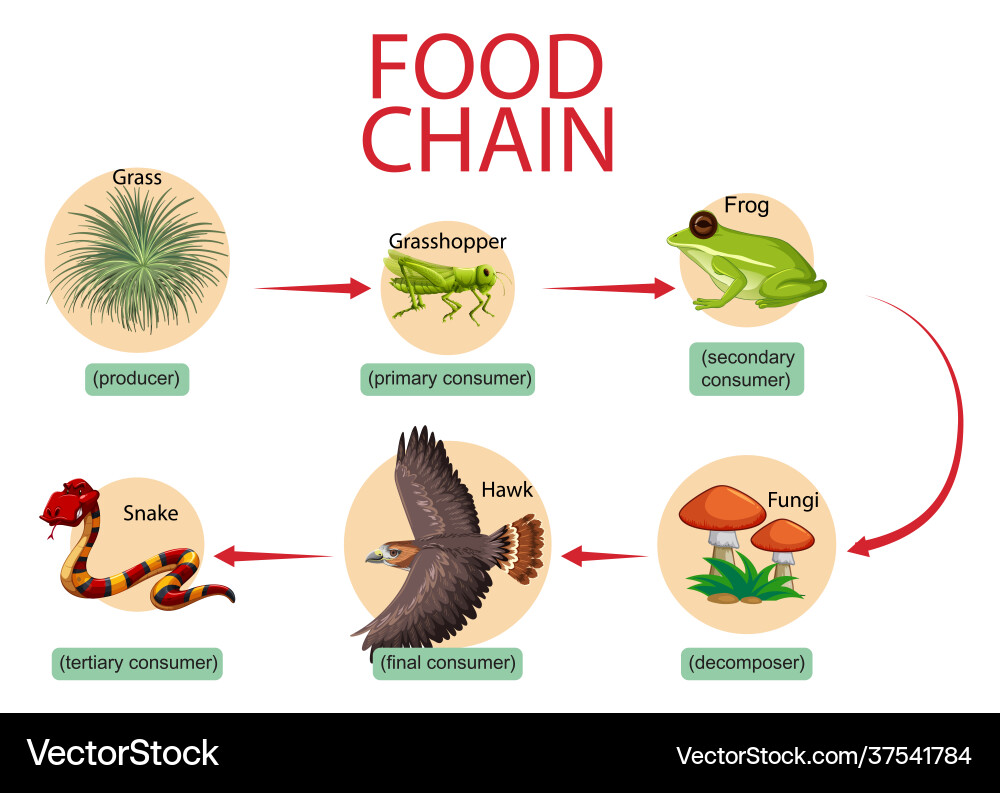 Food chain diagram concept Royalty Free Vector Image