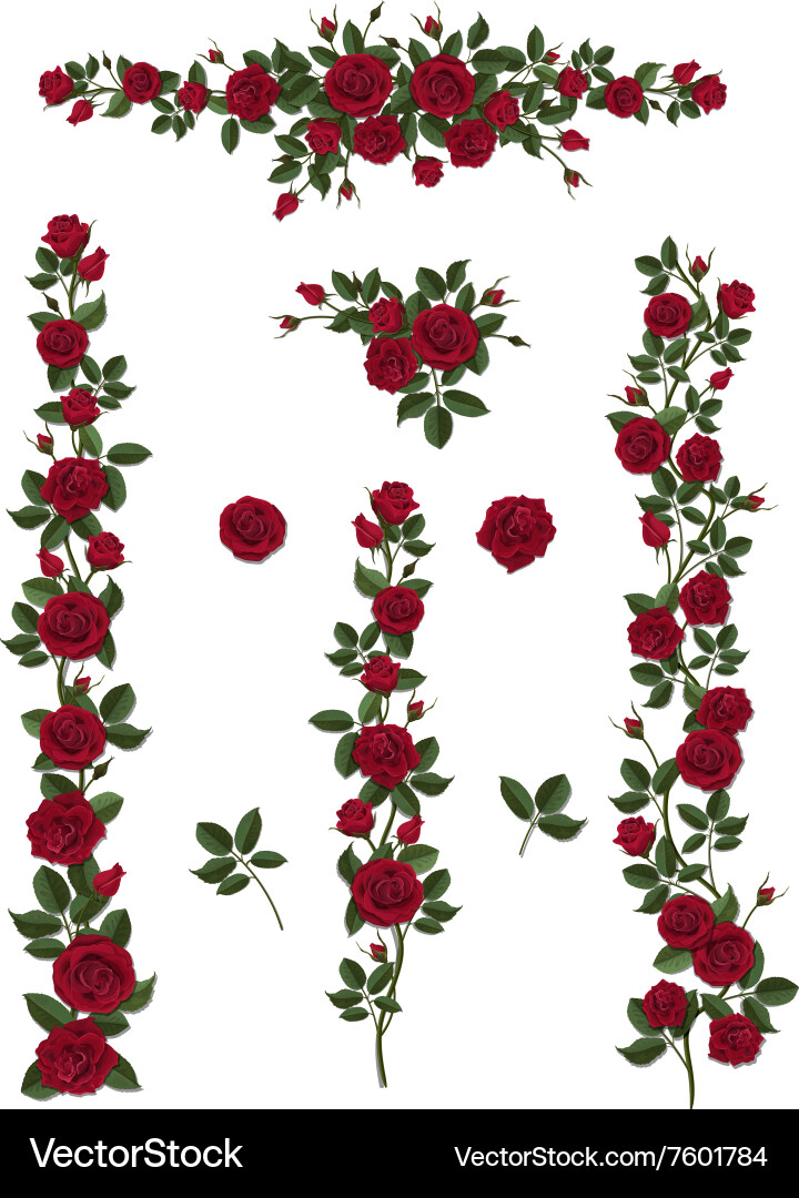 Climbing Rose Vector Images (over 630)