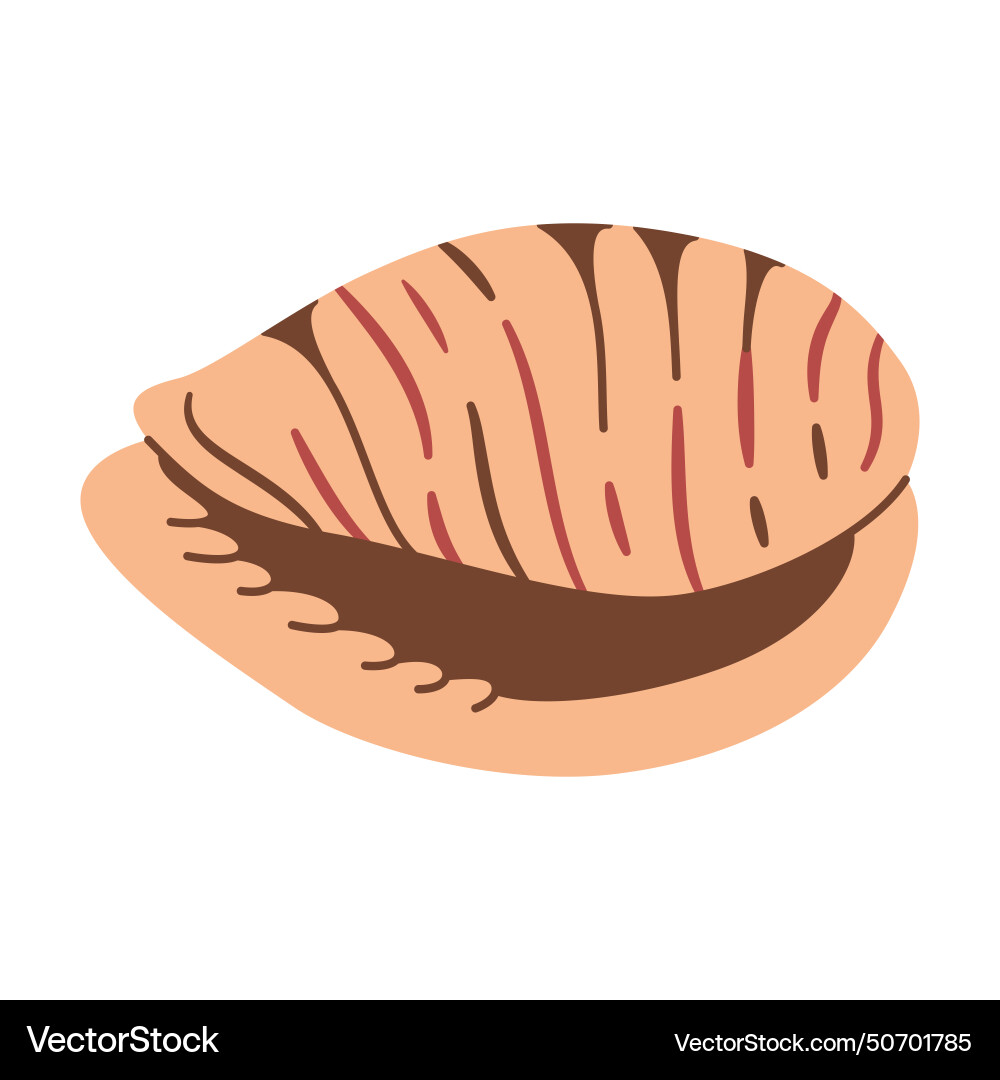 Seashell tiger cowrie hand drawn cartoon style Vector Image