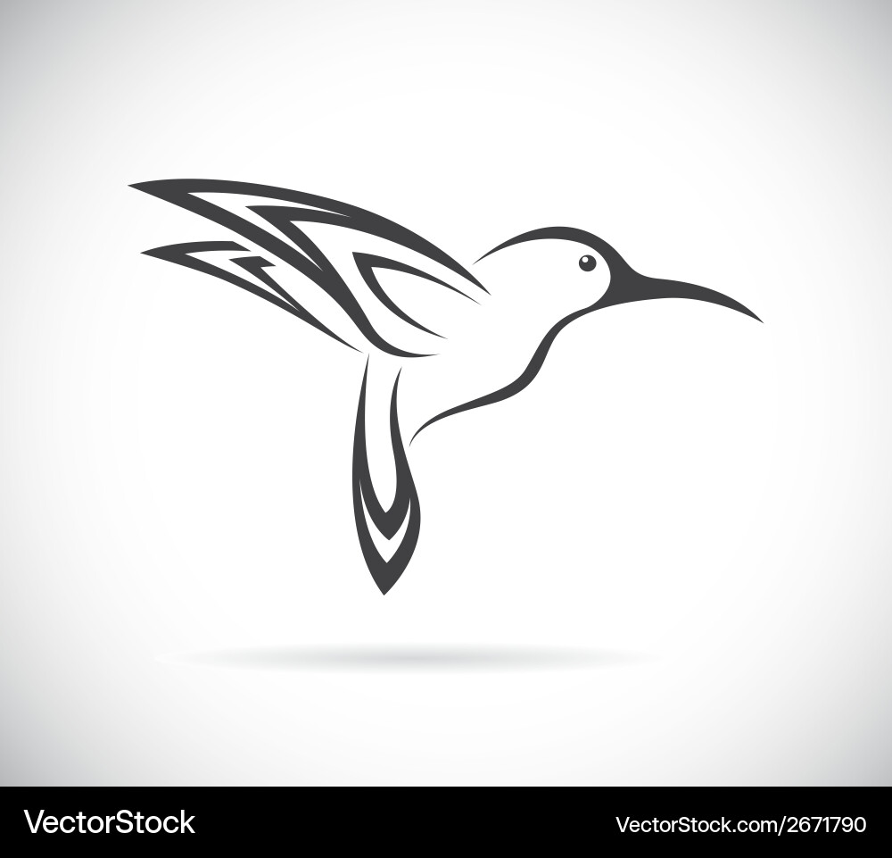 Humming birds Royalty Free Vector Image - VectorStock
