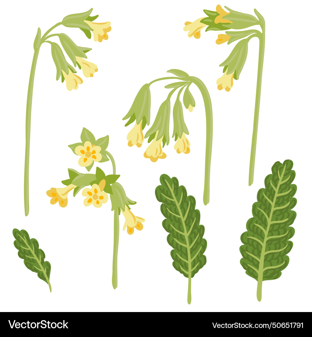 Drawing wild flower cowslip primrose Royalty Free Vector