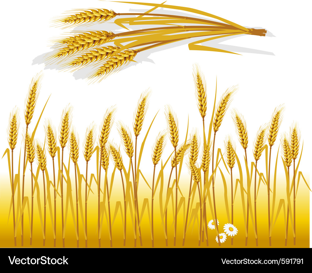 Golden Wheat Field Royalty Free Vector Image - VectorStock