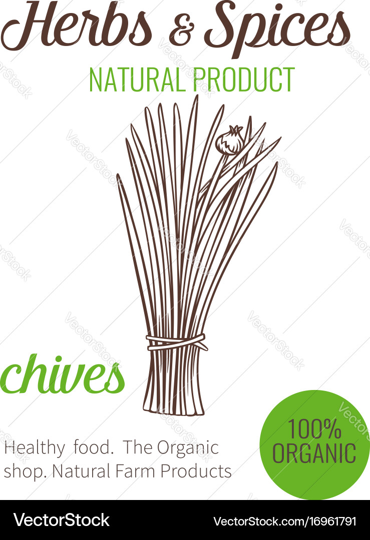 Hand drawn chives Royalty Free Vector Image - VectorStock