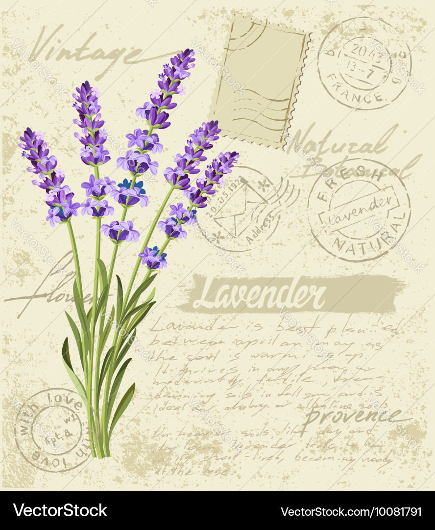 Lavender set Royalty Free Vector Image - VectorStock