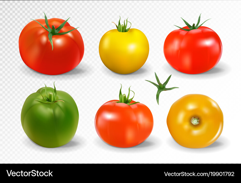 Realistic of 6 different colors tomatoes Vector Image