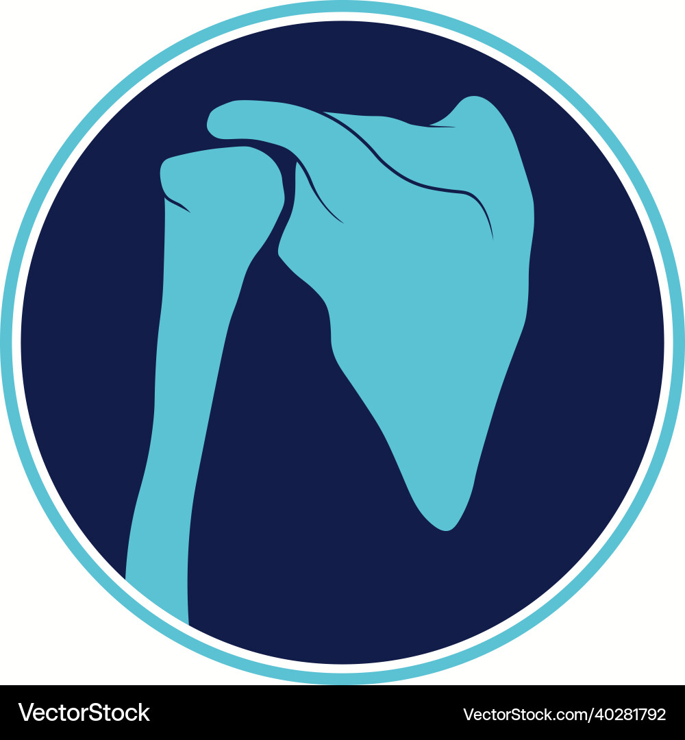 Shoulder joint anatomy skeleton bone structure Vector Image