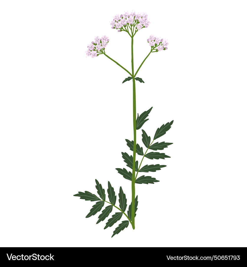 Drawing wild flower valerian Royalty Free Vector Image