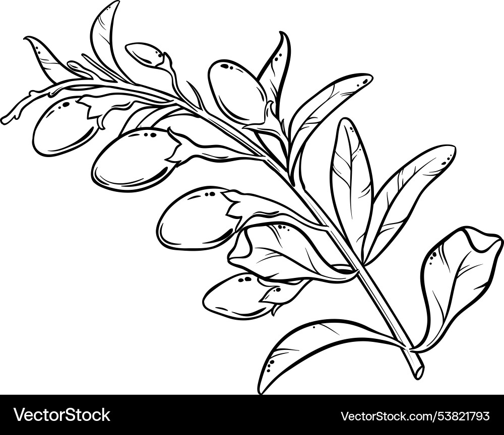 Goji branch isolated outline Royalty Free Vector Image