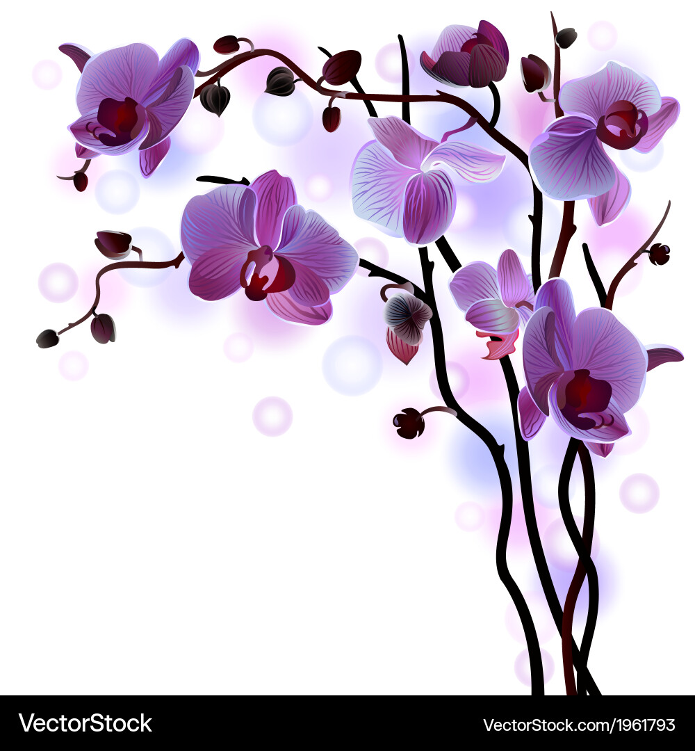 Violet Orchid Branch Royalty Free Vector Image