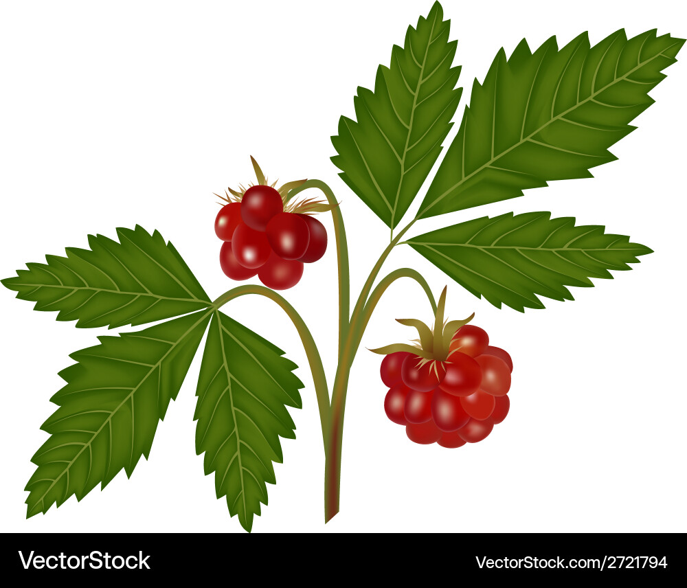 Arctic bramble Royalty Free Vector Image - VectorStock