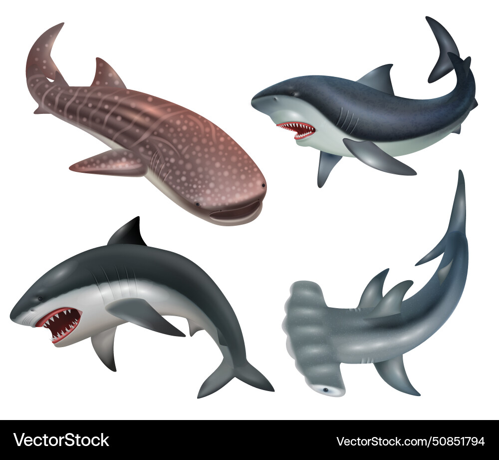 Realistic shark set Royalty Free Vector Image - VectorStock