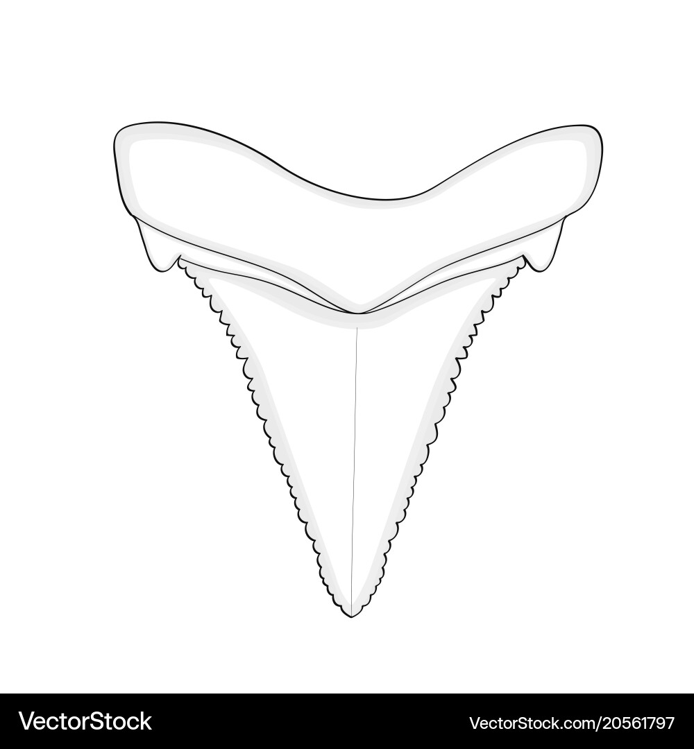 Shark Tooth Isolated Royalty Free Vector Image