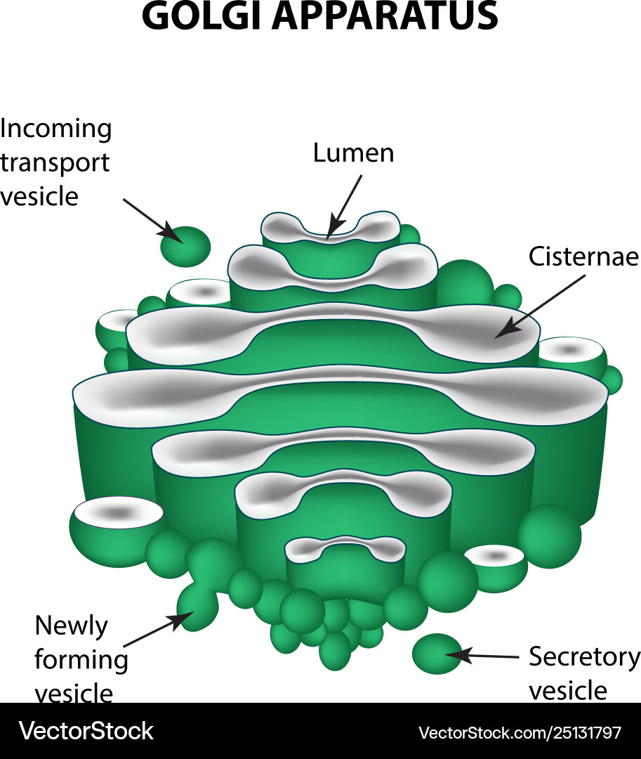 Structure golgi apparatus infographics Royalty Free Vector
